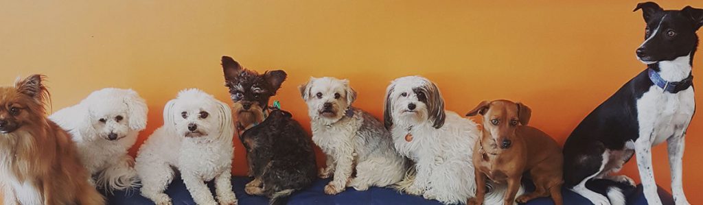 Welcome to Four Small Paws Dog Daycare Centre, where your Small Breed ...