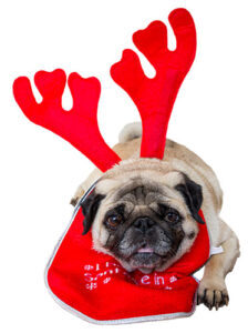 Welcome to Four Small Paws Dog Daycare Centre, where your Small Breed ...