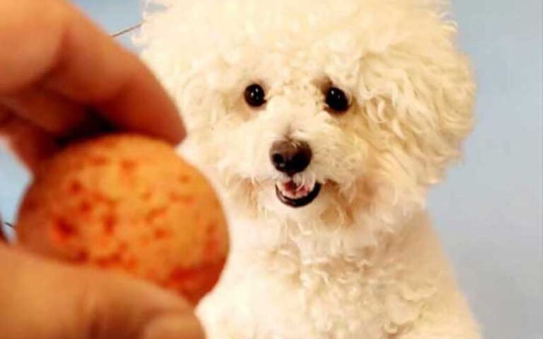 Small Breed Dog Daycare and Boarding Centre - Four Small Paws – Upper Hutt